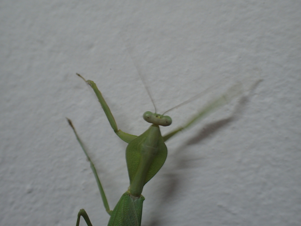 Rhombodera kirbyi from Oecusse, Timor-Leste on May 10, 2023 at 08:09 AM ...