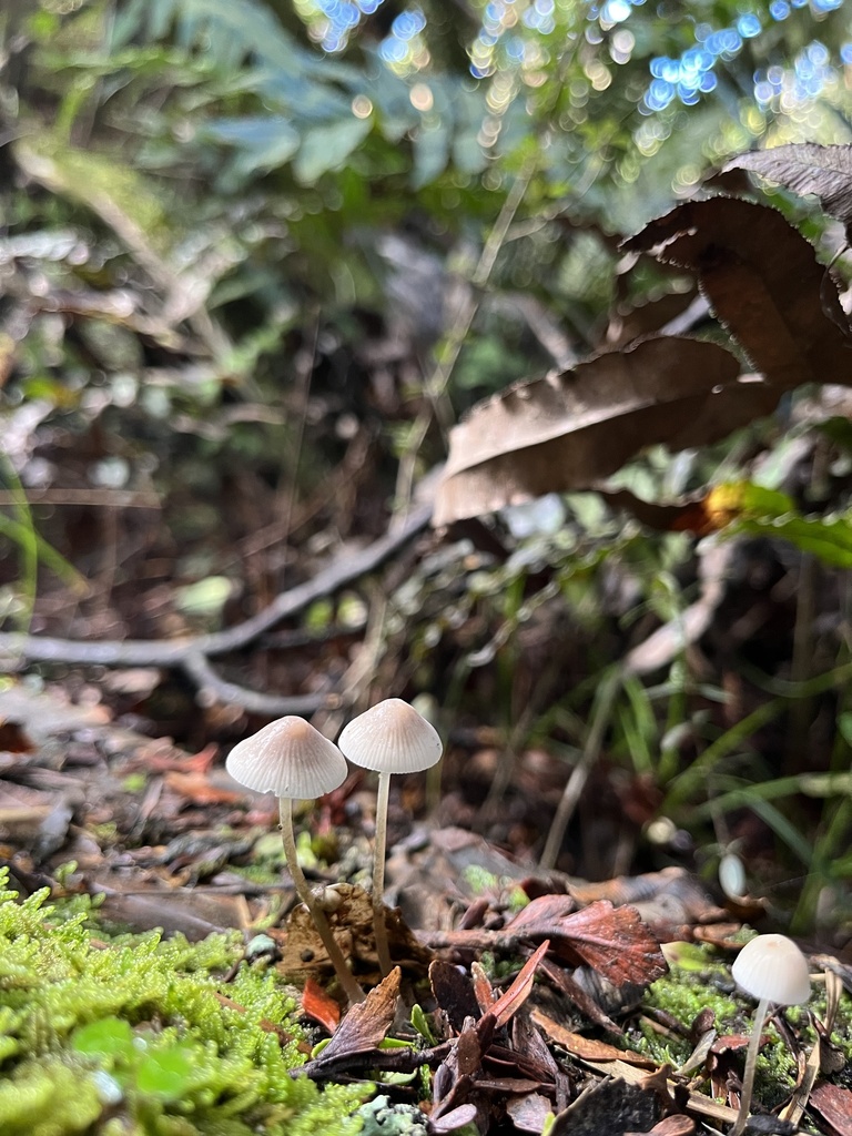 Bonnets from Te Waipounamu/South Island, Waitati, Otago, NZ on May 13 ...