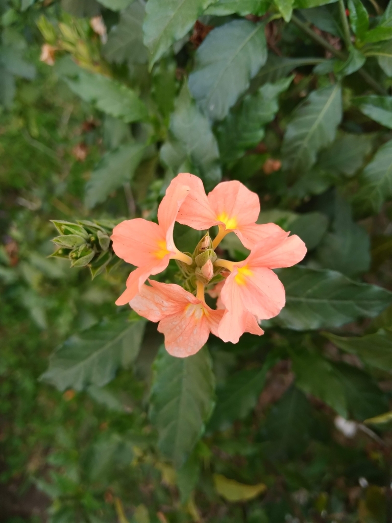 Firecracker-flower from Tepic on December 20, 2022 by Yue · iNaturalist