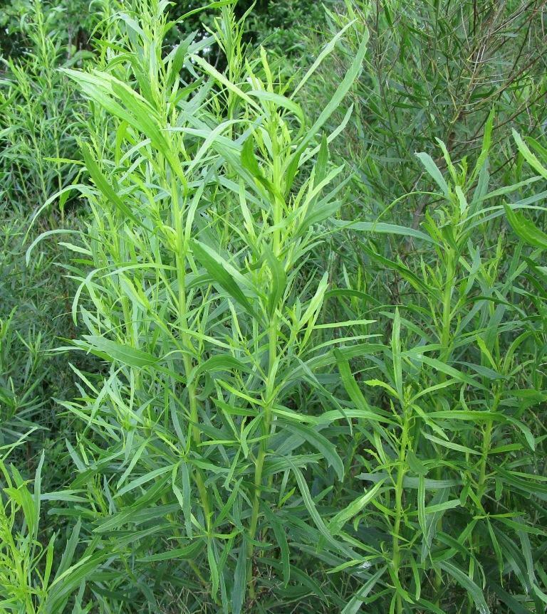 Poverty Weed from La Frontera, Round Rock, TX, USA on April 27, 2023 at ...