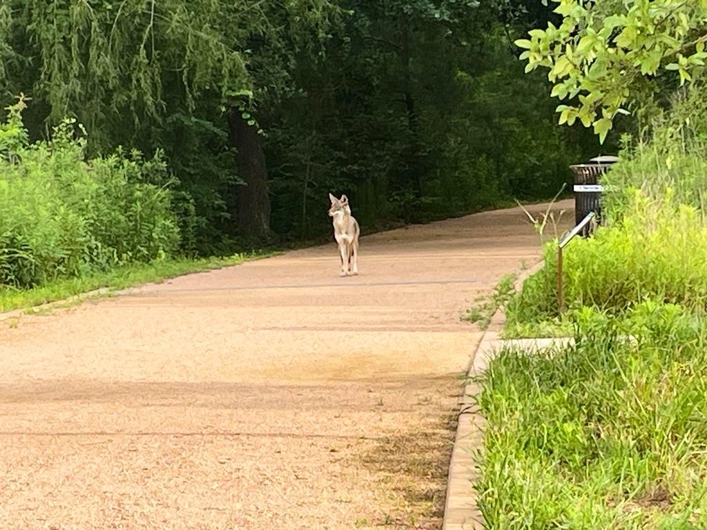 Coyote from Houston, TX 77007, USA on May 12, 2023 at 10:33 PM by ...