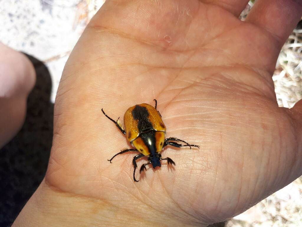 Cowboy Beetle from Melbourne VIC, Australia on January 01, 2020 at 12: ...