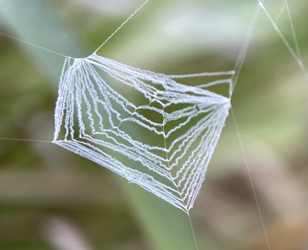 Net-casting Spiders from Boundary Tk E, Frankston South, VIC, AU on May ...