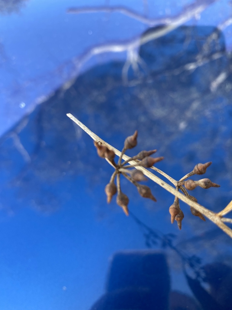 river redgum from Miga Lake, Miga Lake, VIC, AU on May 13, 2023 at 01: ...