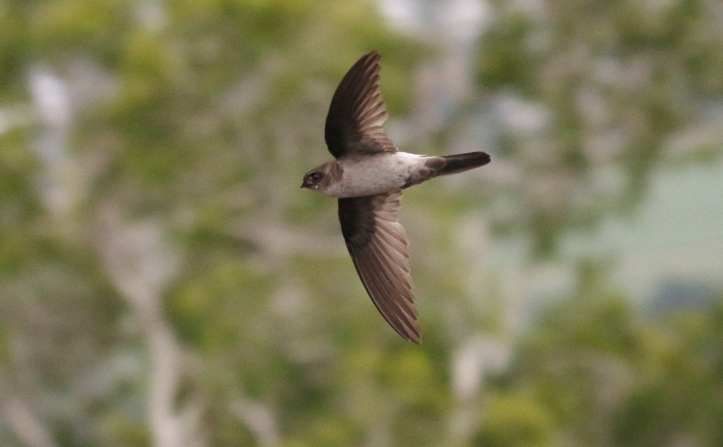 Australian Swiftlet (Aerodramus terraereginae) - Avian Discovery