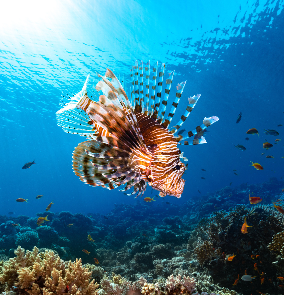 Indian Lionfish from Red Sea, Tabuk Region, SA on May 12, 2023 at 11:20 ...