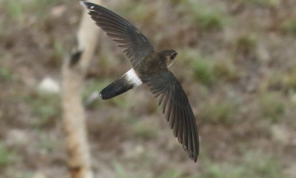 Australian Swiftlet (Aerodramus terraereginae) - Avian Discovery