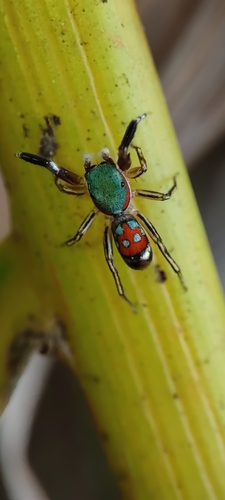 Siler niser · iNaturalist