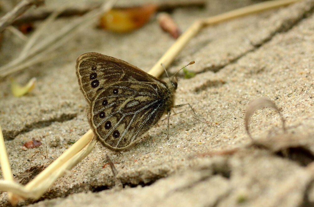 Triphysa phryne from Новоорский р-н, Оренбургская обл., Россия on May 7 ...