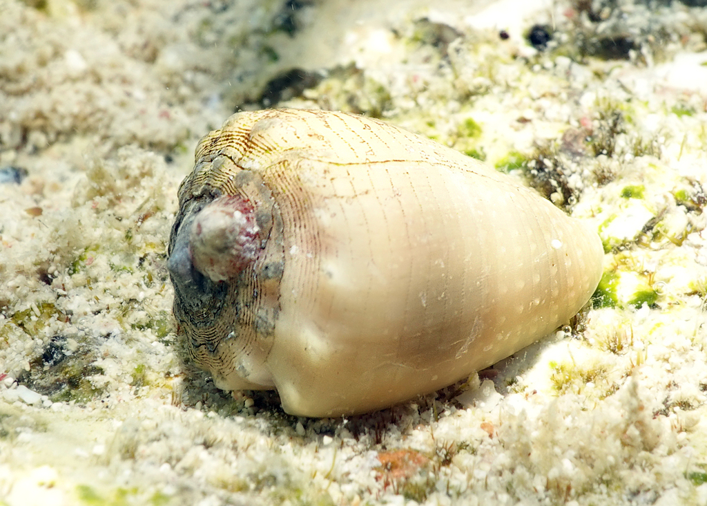 Thousand-spot Cone from Oyster Stacks, Exmouth, WA, Australia on ...