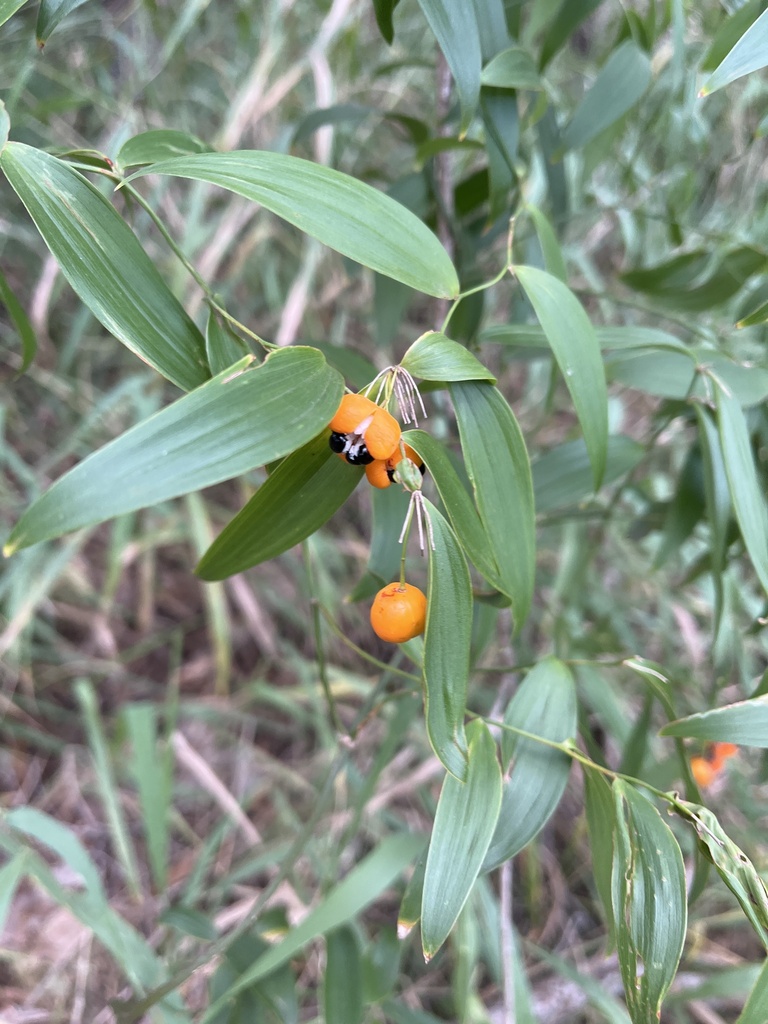 Wombat Berry from Boonah, QLD, AU on May 13, 2023 at 02:57 PM by ...