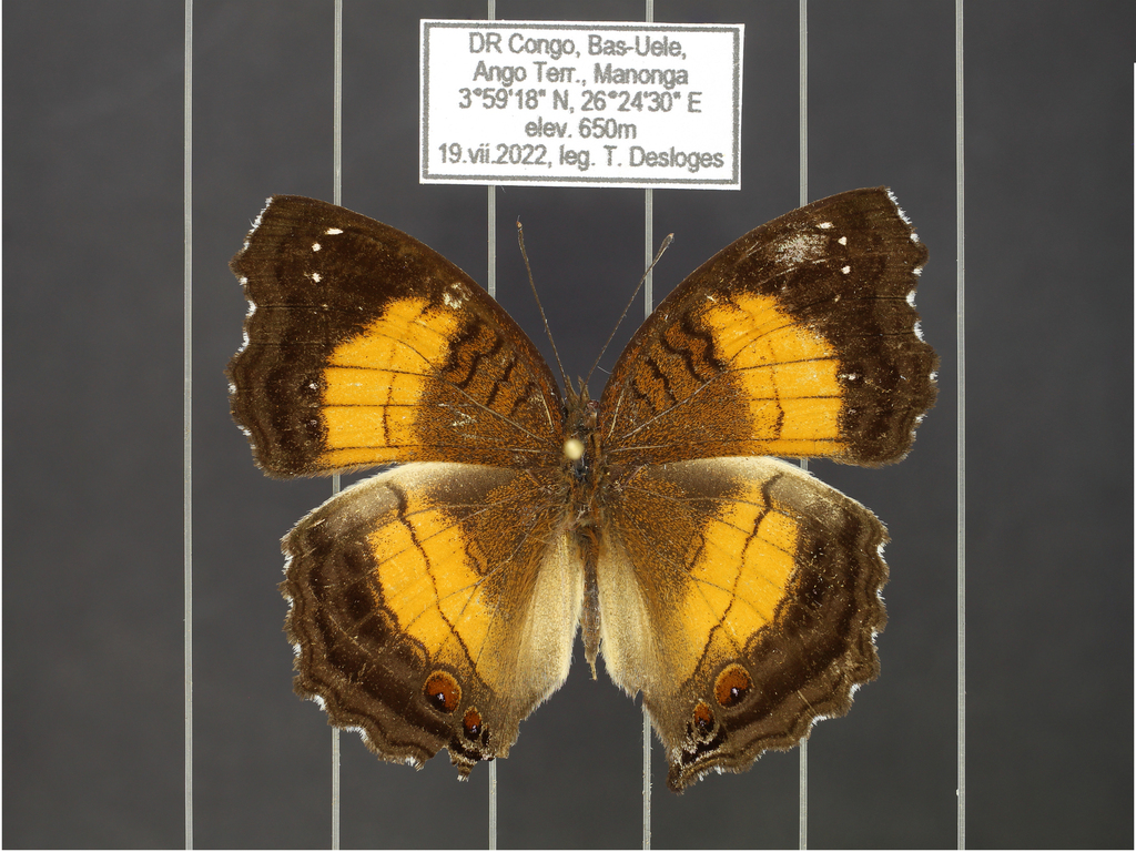 Junonia terea terea from Manonga, Bas-Uele on July 19, 2022 by Thomas ...