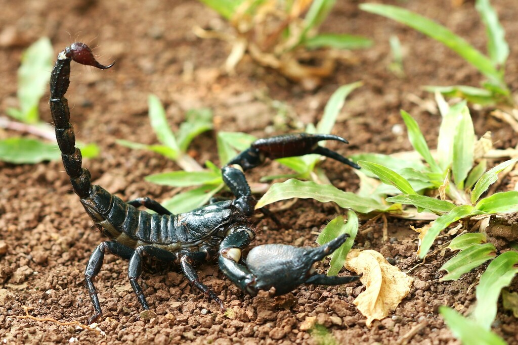 Asian Blue Forest Scorpion from Bogor, Biotrop, Tajur, Bogor City, West Java, Indonesia on May ...