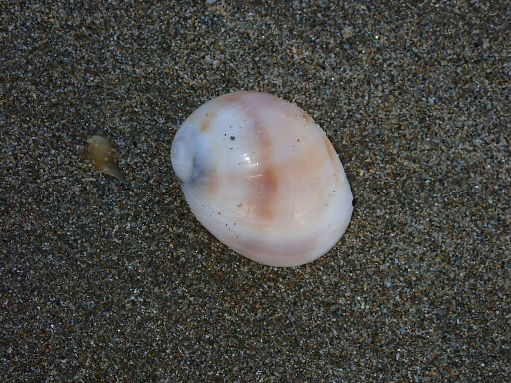 Mammilla melanostoma from Woody Head NSW 2466, Australia on May 13 ...