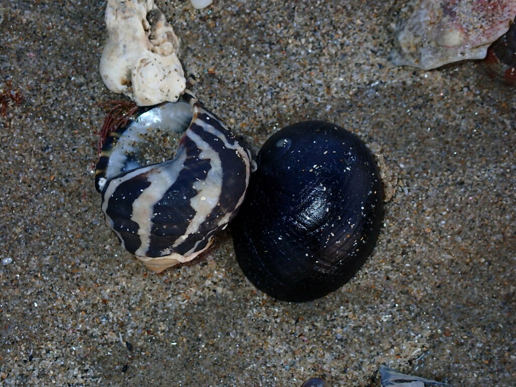 Zebra Top Snail from Woody Head NSW 2466, Australia on May 13, 2023 at ...