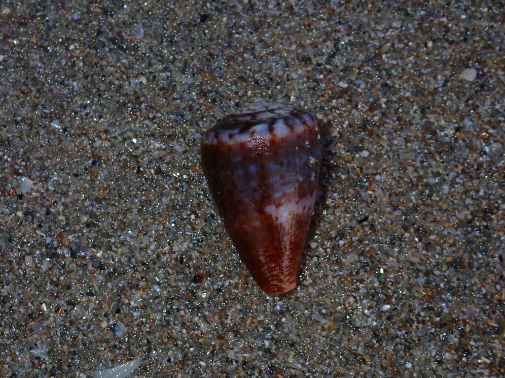 Black-end Cone from Woody Head NSW 2466, Australia on May 13, 2023 at ...