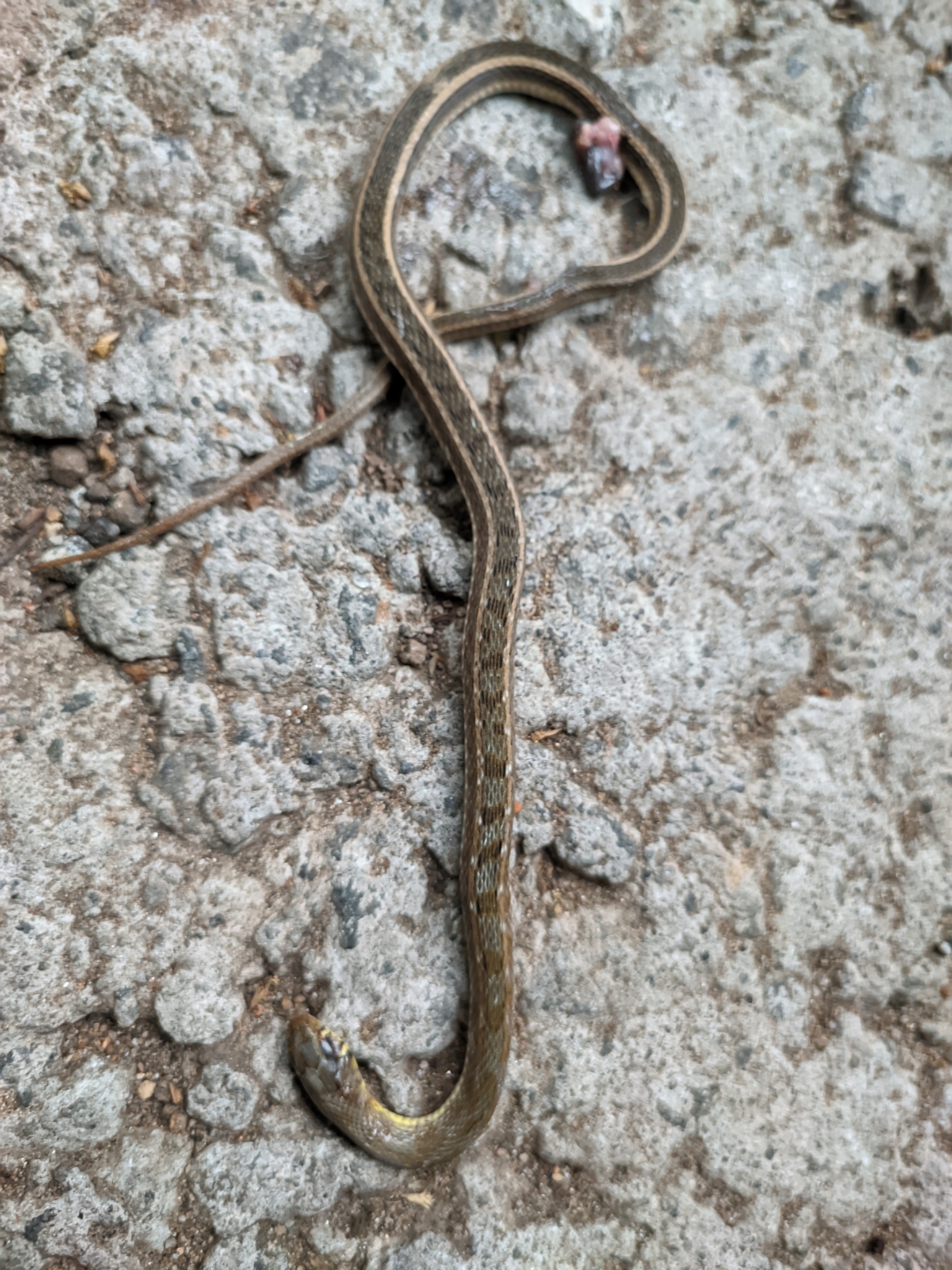 Amphiesma stolatum (Linnaeus, 1758)