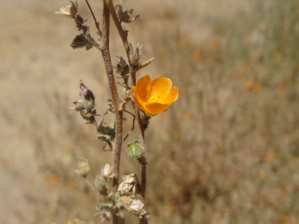 Malva del desierto sonorense desde Empalme, Son., México el 11 de mayo ...
