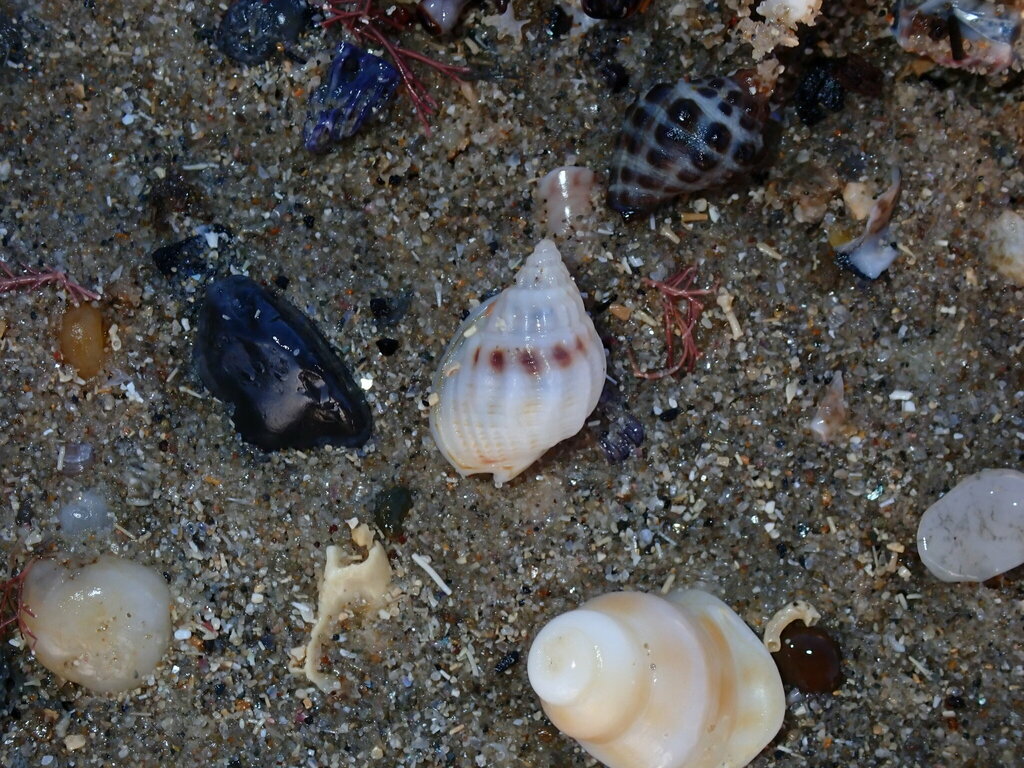 Nassarius jonasii from Woody Head NSW 2466, Australia on May 13, 2023 at 07:56 AM by Adrian Gale ...