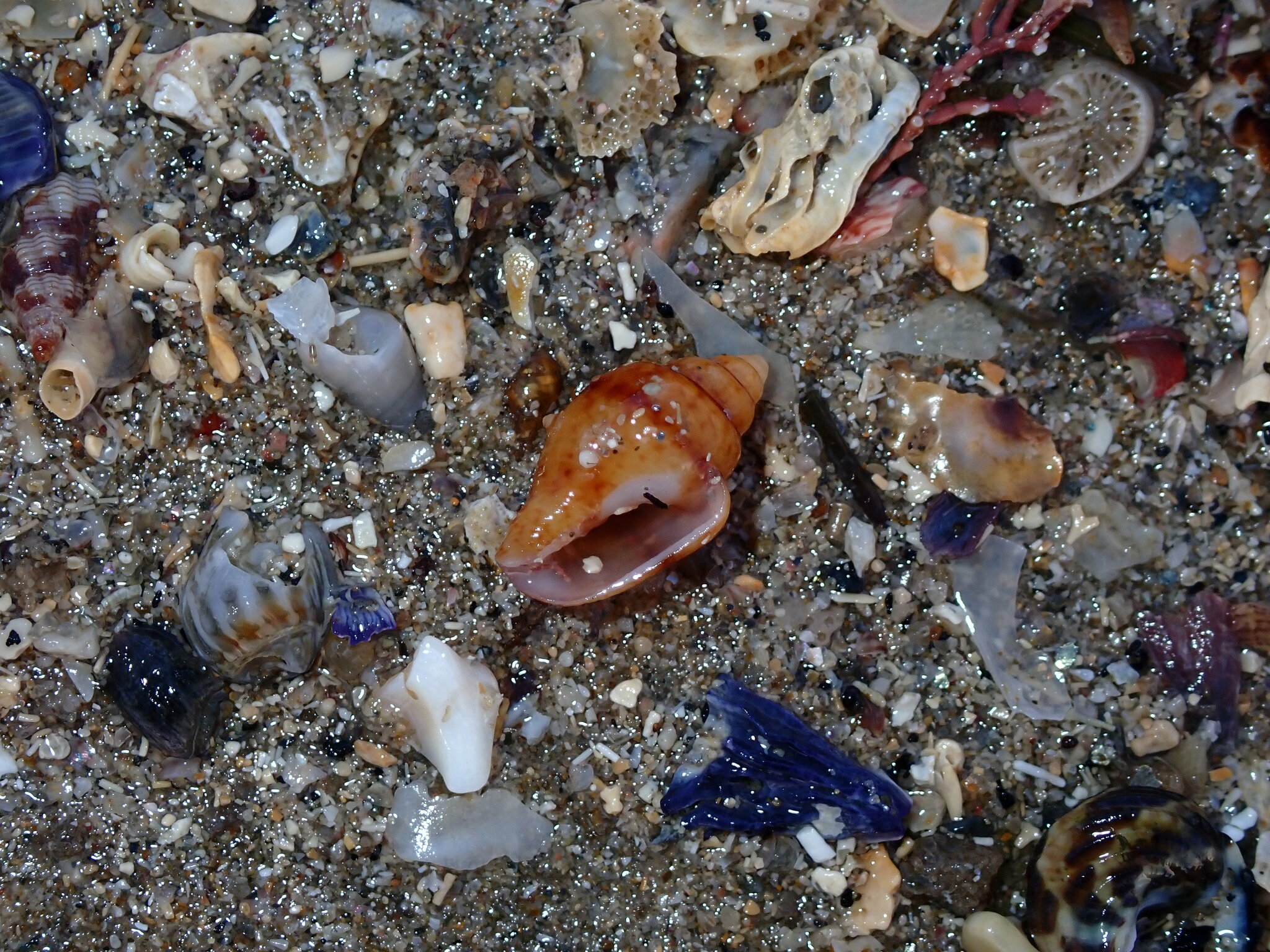 Euplica scripta (Lamarck, 1822)