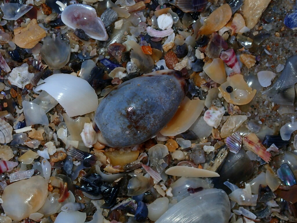graceful cowrie from Woody Head NSW 2466, Australia on May 13, 2023 at ...