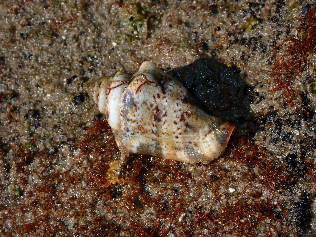 Variable Stromb from Woody Head NSW 2466, Australia on May 13, 2023 at ...