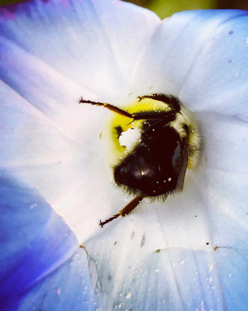 Common Eastern Bumble Bee from Kirby Smith Dr, Wilmington, NC, US on ...