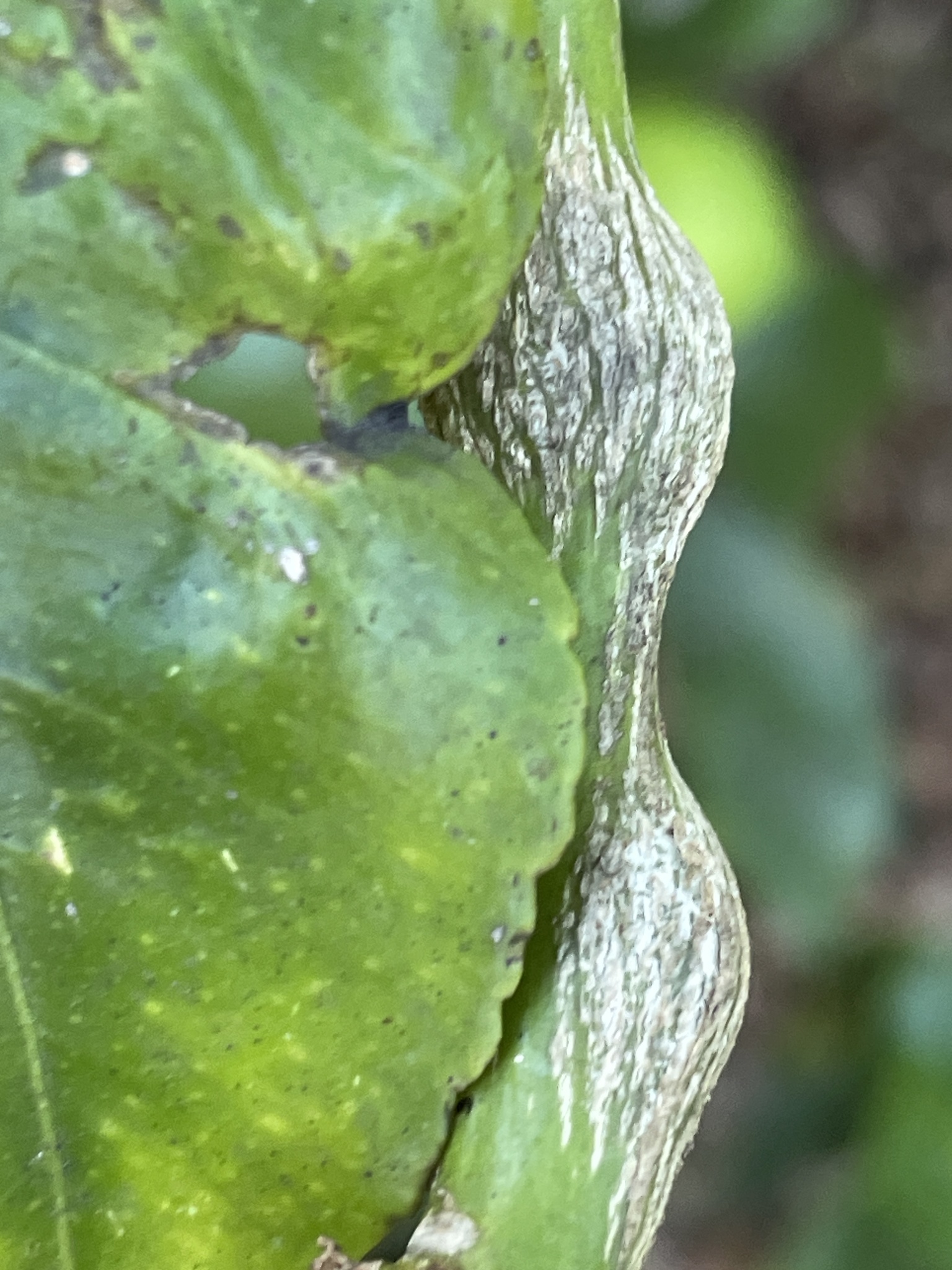 Eurytomidae