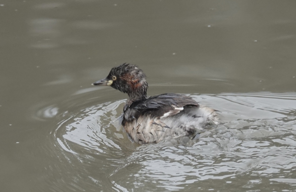 Common Australasian Grebe from Ringwood Lake, Ringwood, VIC, AU on May ...