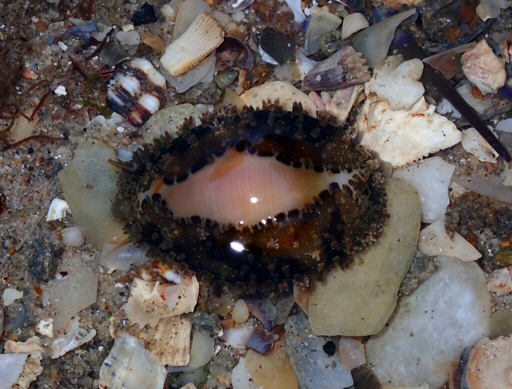 Gold Ring Cowry from Woody Head NSW 2466, Australia on May 13, 2023 at ...