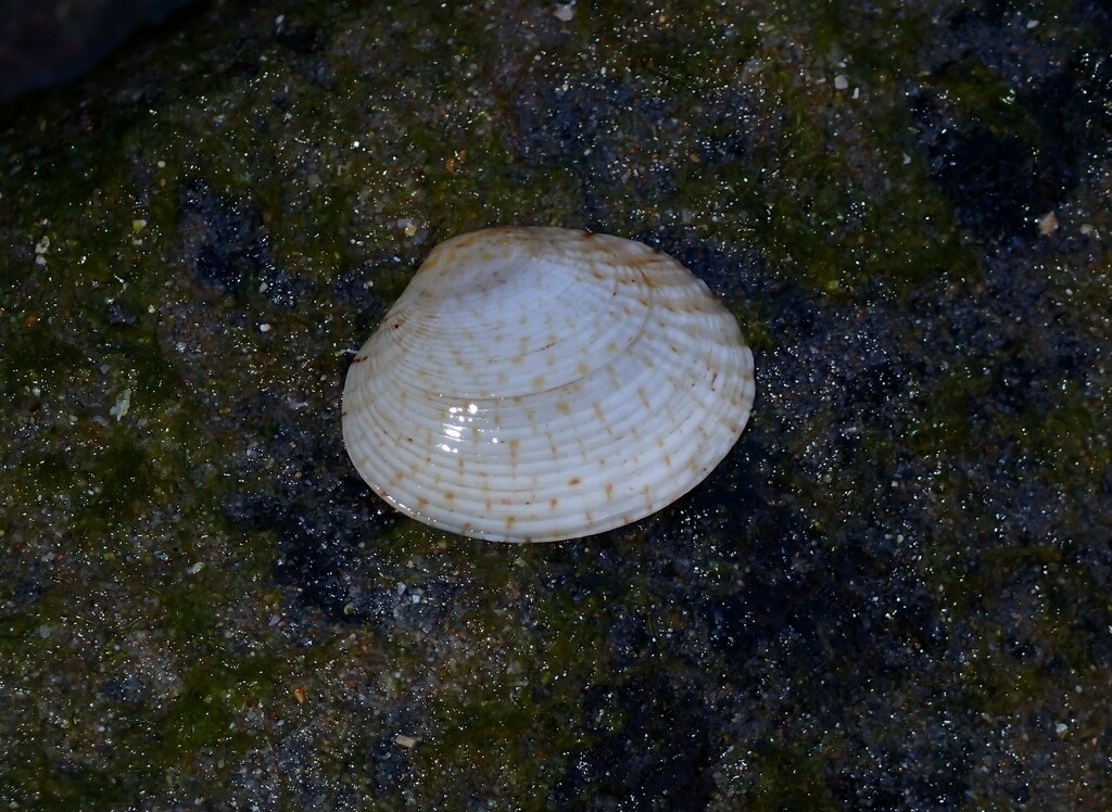 Gafrarium dispar from Woody Head NSW 2466, Australia on May 13, 2023 at ...
