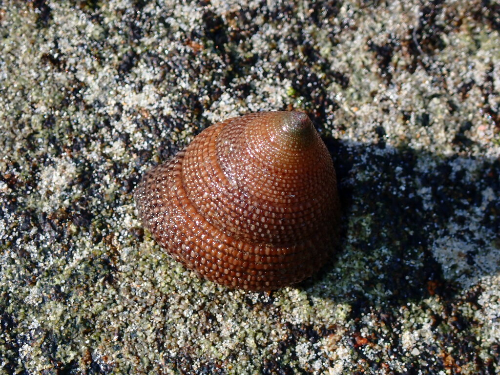 Clanculus maugeri from Woody Head NSW 2466, Australia on May 13, 2023 ...
