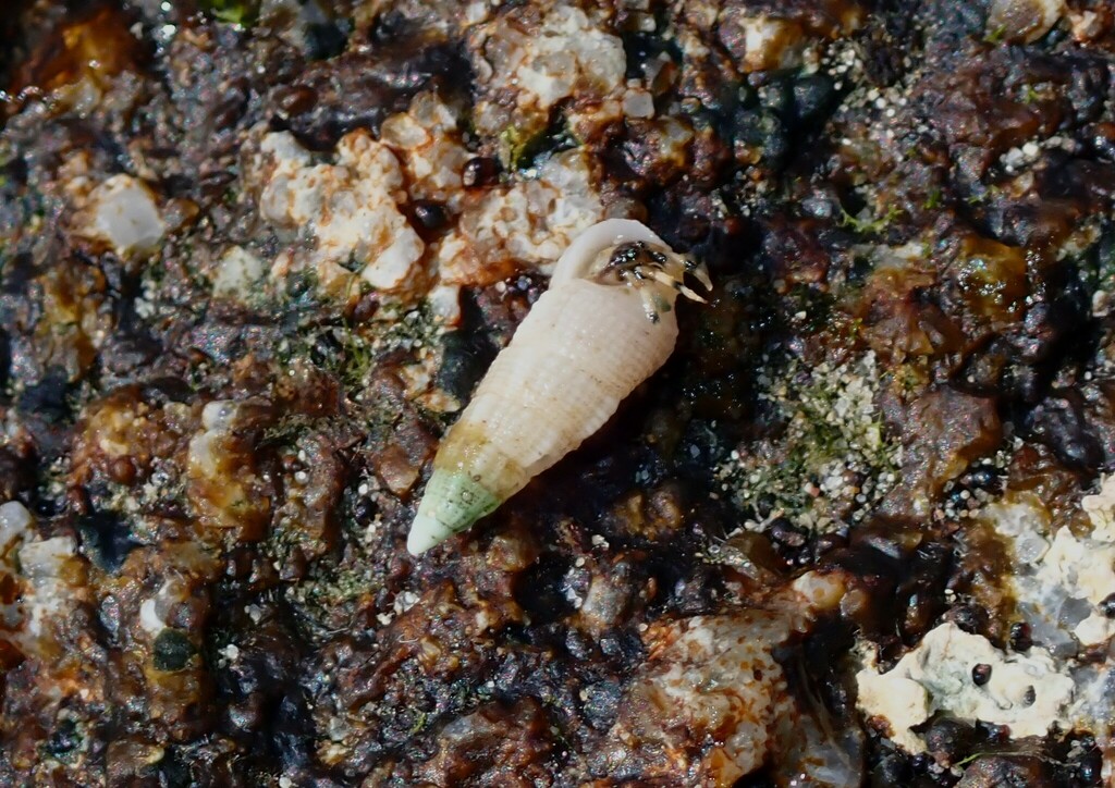 Cerithium nesioticum from Woody Head NSW 2466, Australia on May 13, 2023 at 09:38 AM by Adrian ...