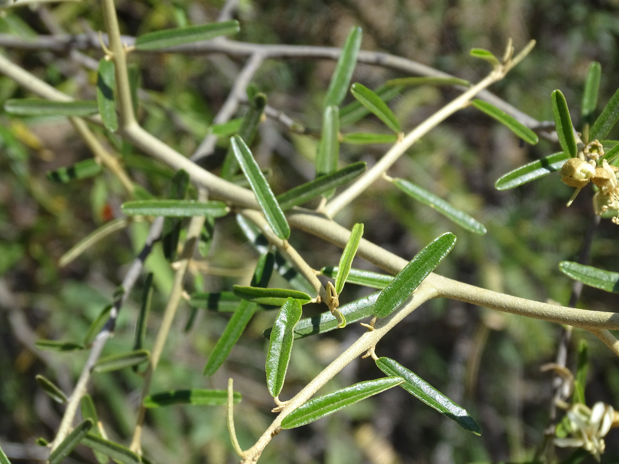 Atamisquea emarginata Miers