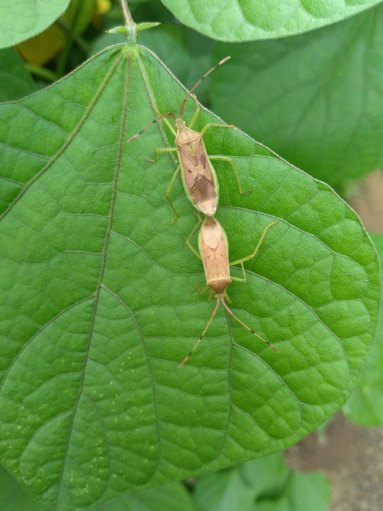 Homoeocerus puncticornis from Cainta on June 19, 2020 at 03:49 PM by ...