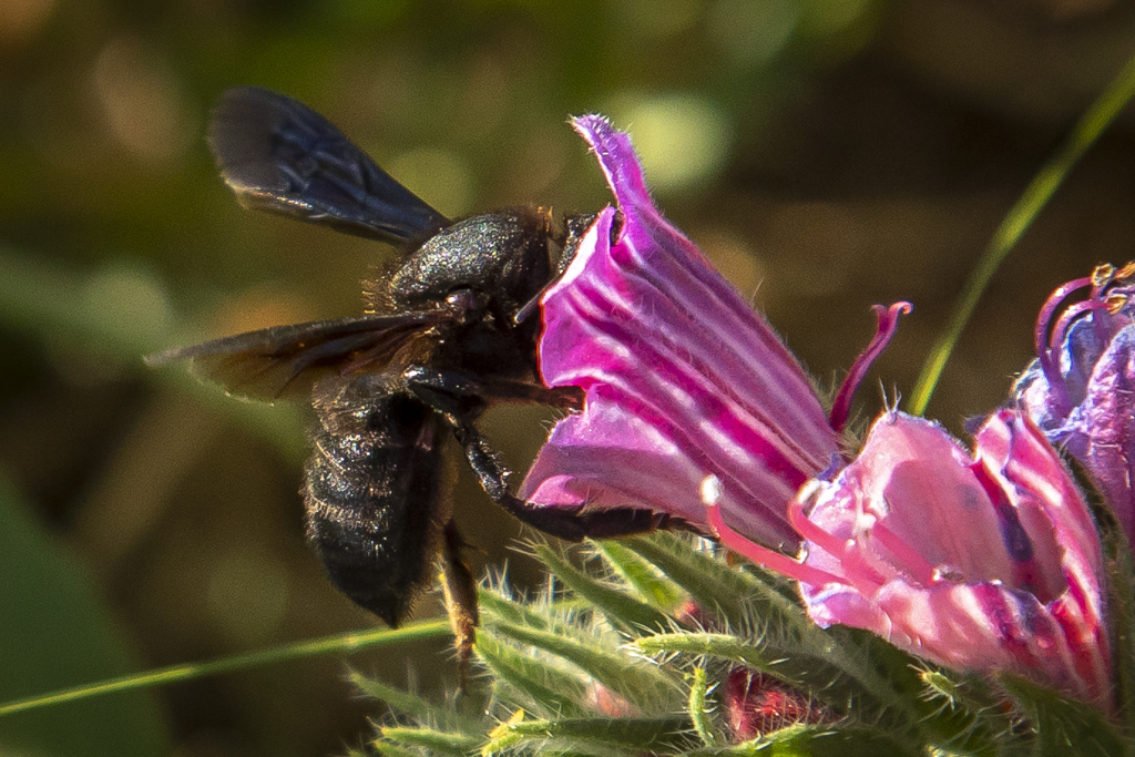 Black Mud Bee from Arbel, Israel on April 26, 2023 at 02:23 PM by John ...