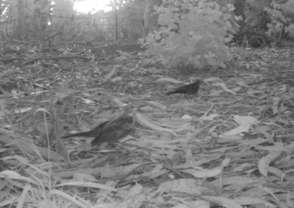 Bassian Thrush from Pheasant Creek VIC 3757, Australia on February 20 ...