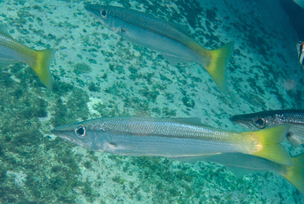Longfin Pike from "Little Bay, Sydney, Australia" on December 26, 2022 ...