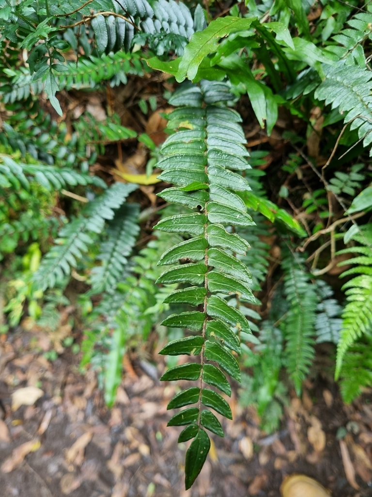 Sickle Fern from Megalong Valley NSW 2785, Australia on May 13, 2023 at ...