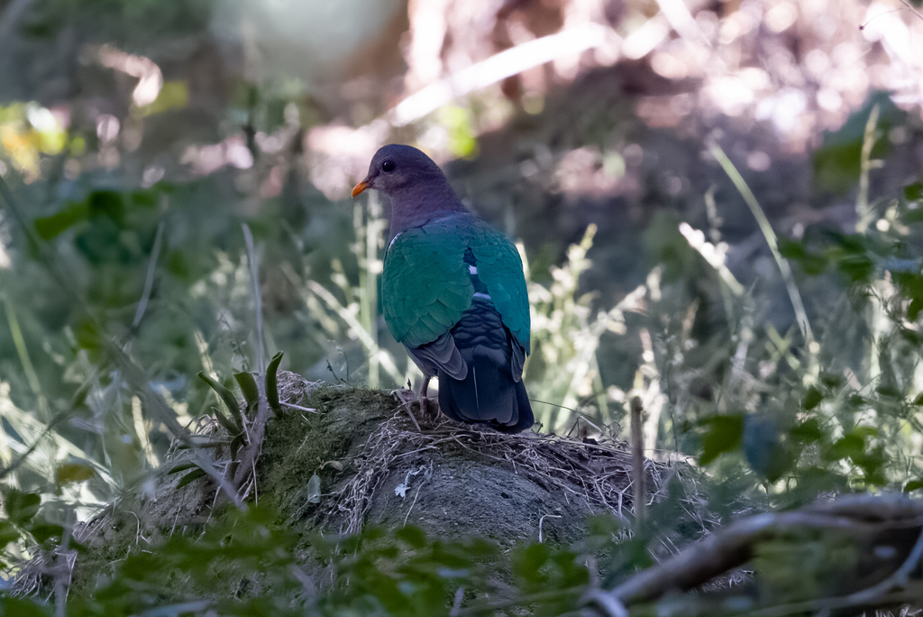 Pacific Emerald Dove from Redwood QLD 4350, Australia on May 13, 2023 ...