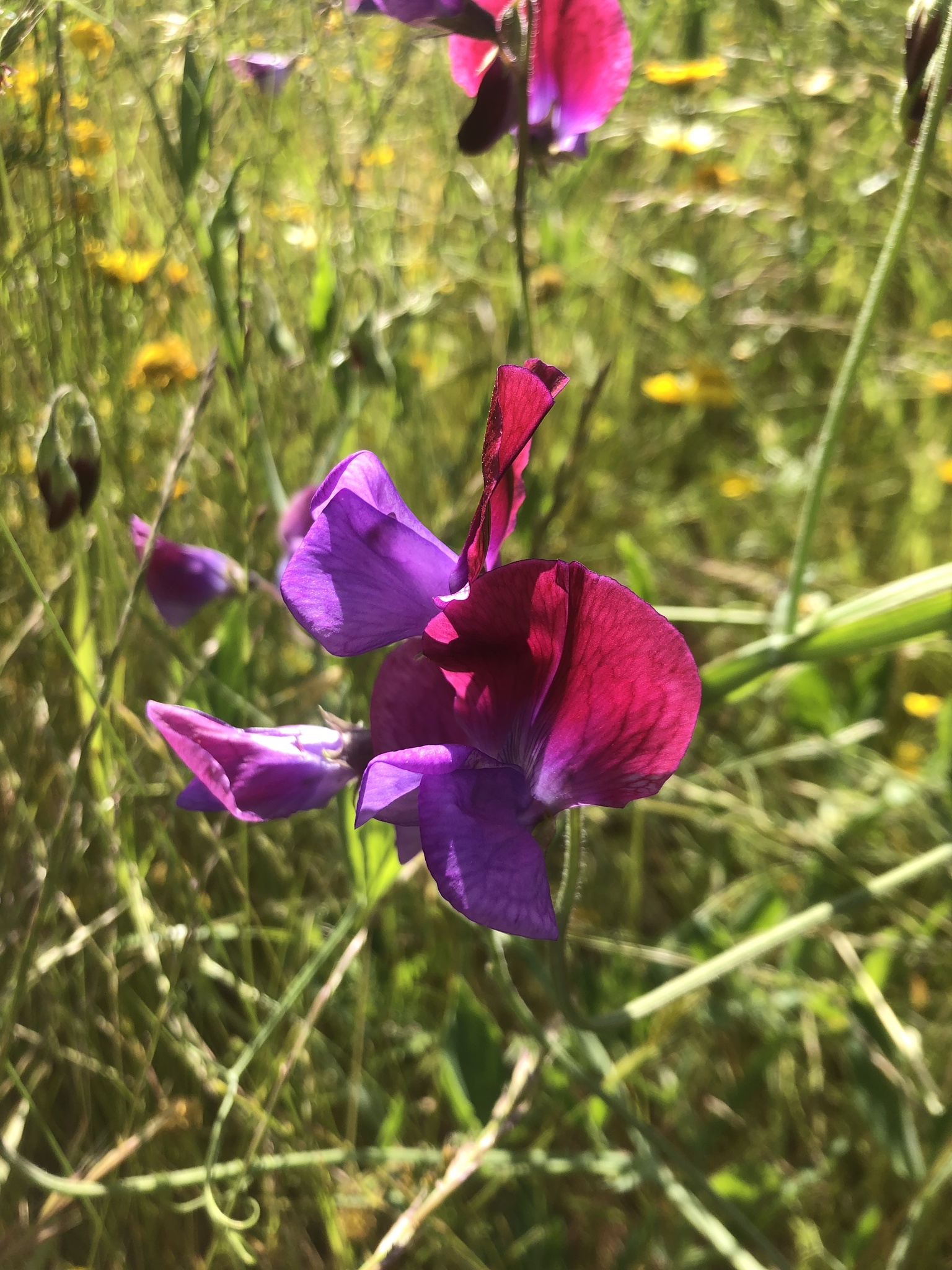 Lathyrus odoratus L.