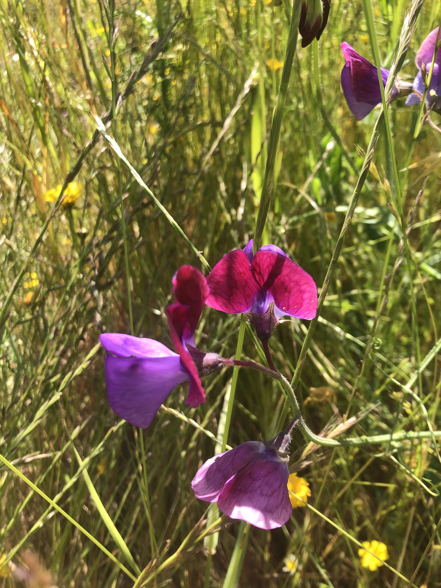 Lathyrus odoratus L.