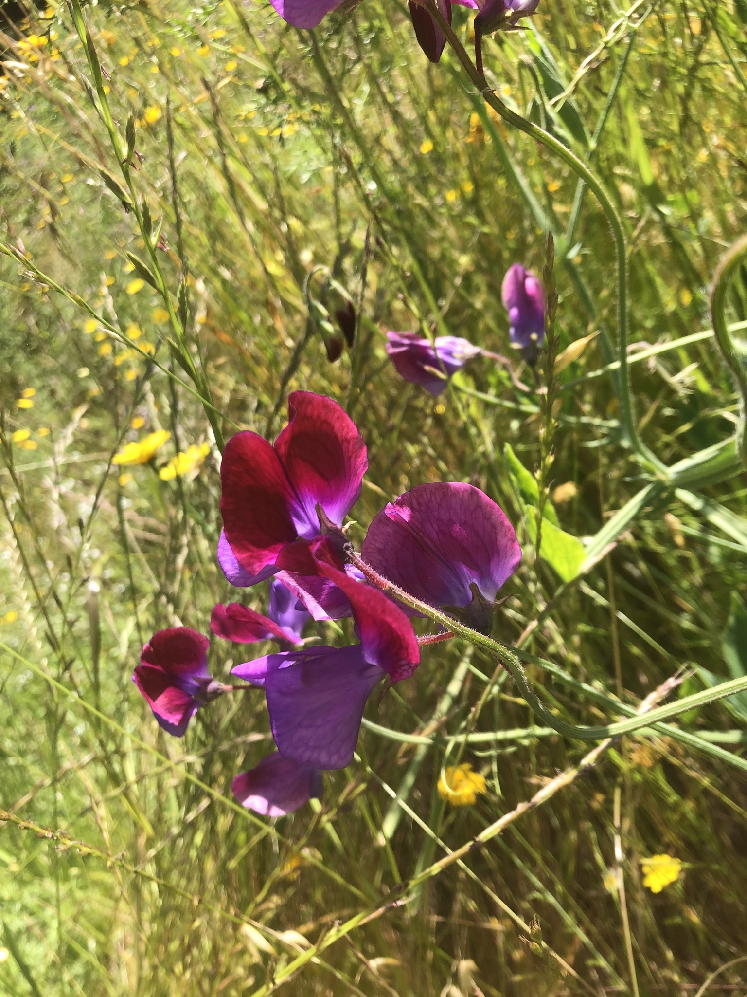 Lathyrus odoratus L.