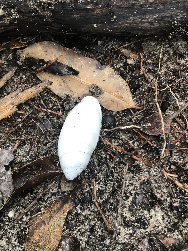 Ellobium aurisjudae from Yorkeys Knob, QLD, AU on May 13, 2023 at 11:04 ...