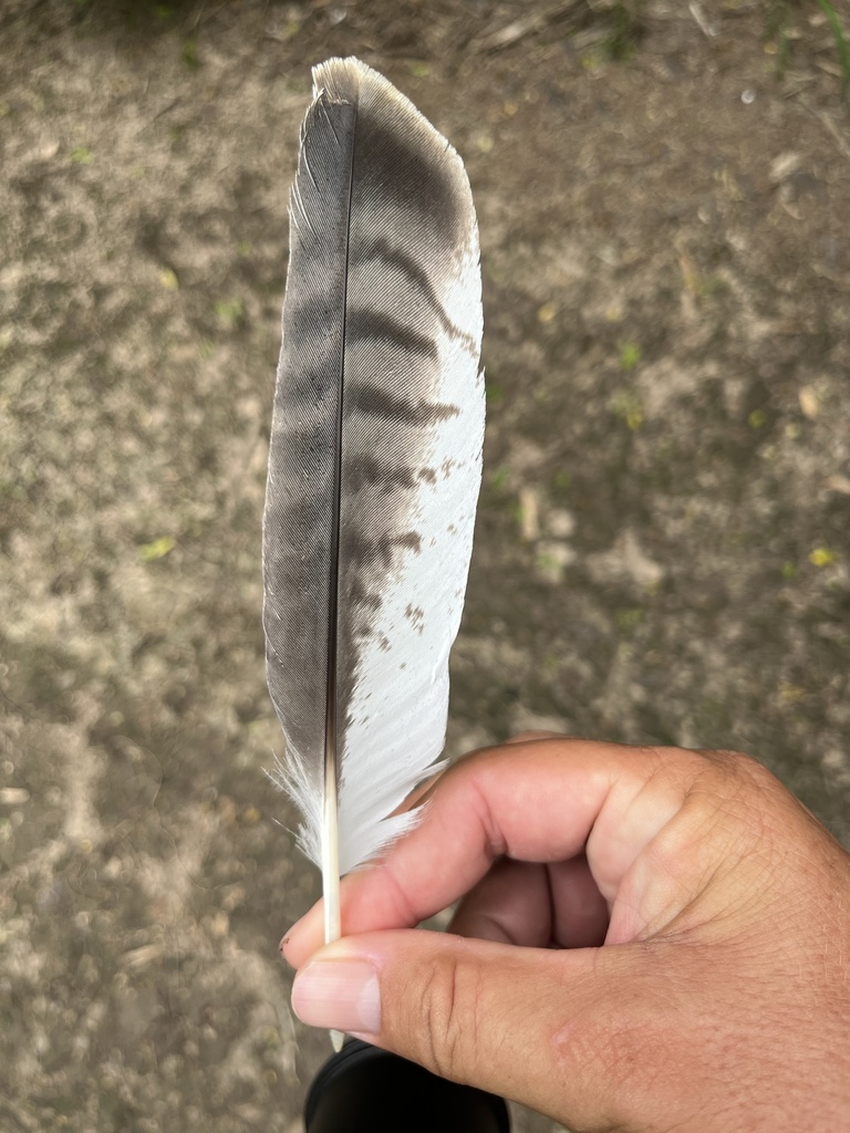 Gray Hawk from Brownsville, TX, US on May 12, 2023 at 06:01 PM by Jon ...