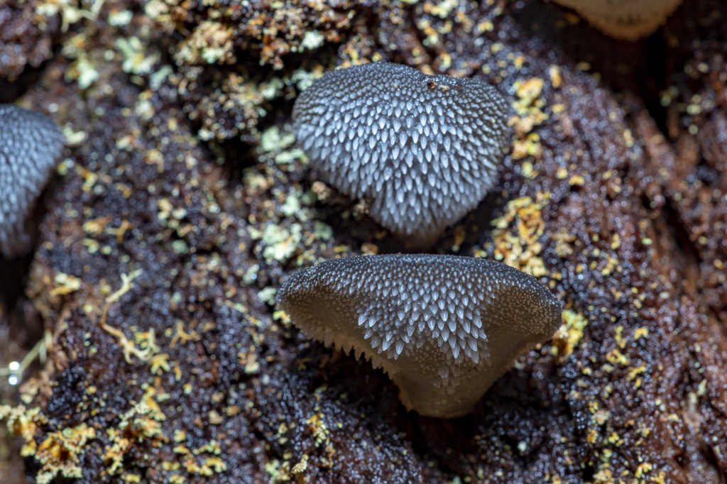Toothed Jelly Fungus from Balook VIC 3971, Australia on May 13, 2023 at ...