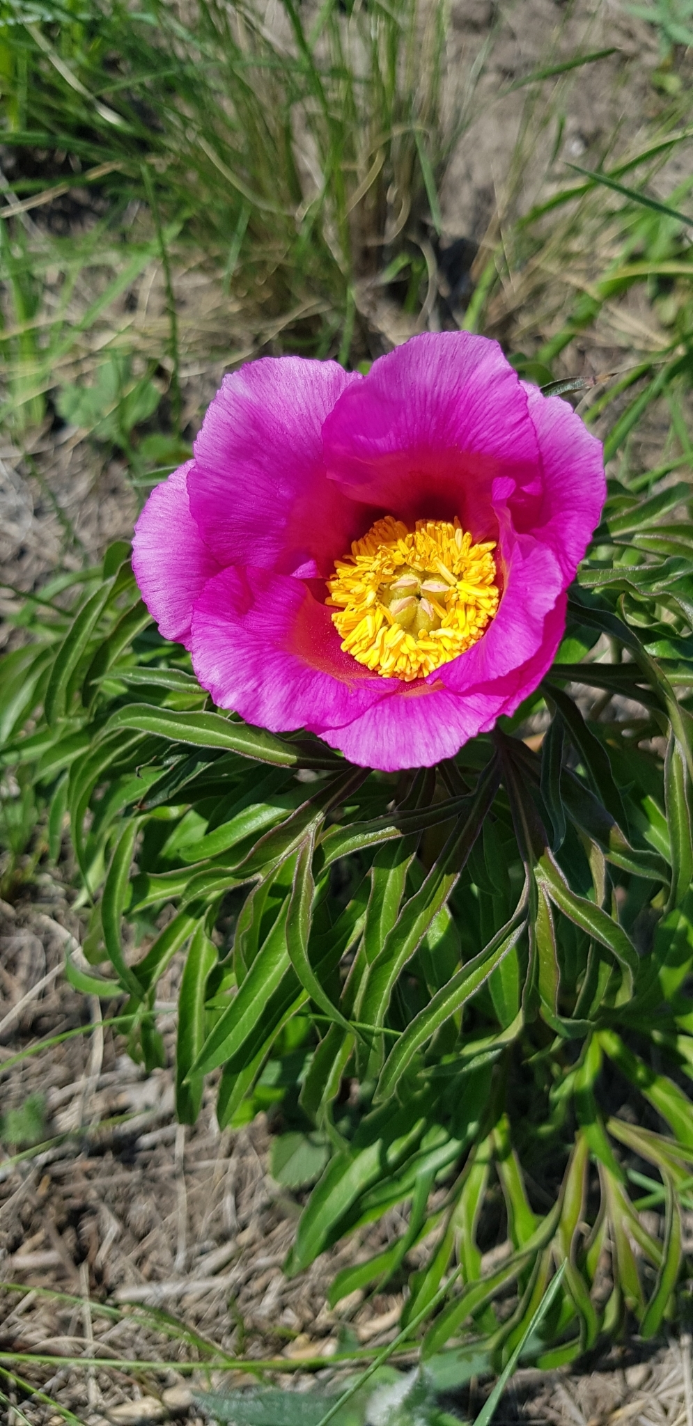 Paeonia intermedia C.A.Mey. ex Ledeb.