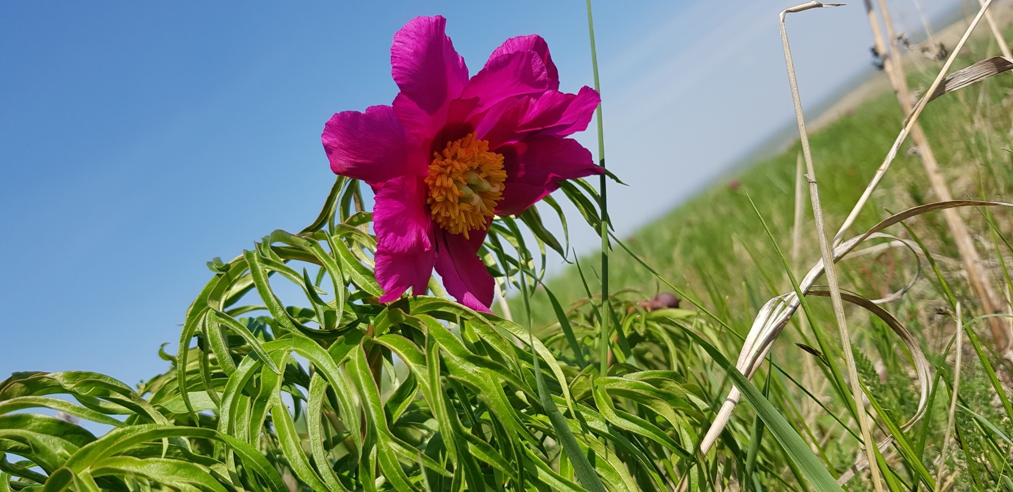 Paeonia intermedia C.A.Mey. ex Ledeb.