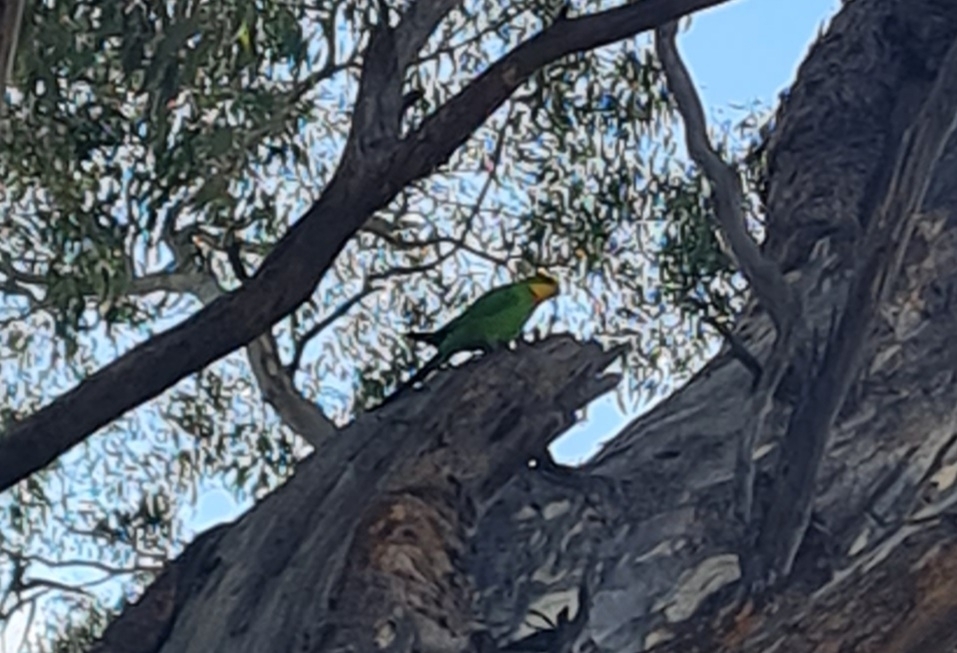 Superb Parrot from Watson ACT 2602, Australia on May 13, 2023 at 05:17 ...