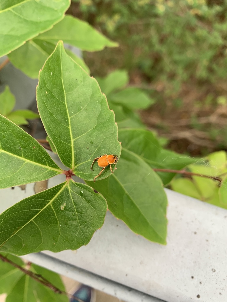 Dichelomorpha ochracea from Hong Kong Island, Pok Fu Lam, HK on May 13 ...